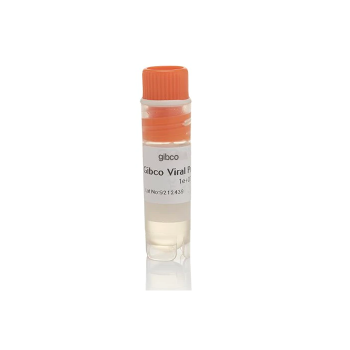 Gibco Viral Production Cells 15967871 Pack of 1 | AHP Medicals