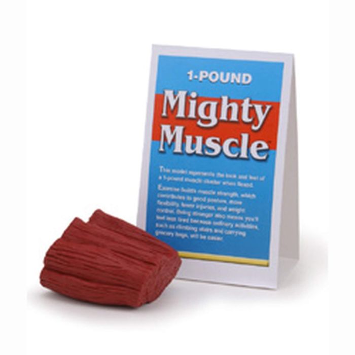 Mighty Muscle Model (1 lb) Pack of 1 | AHP Medicals